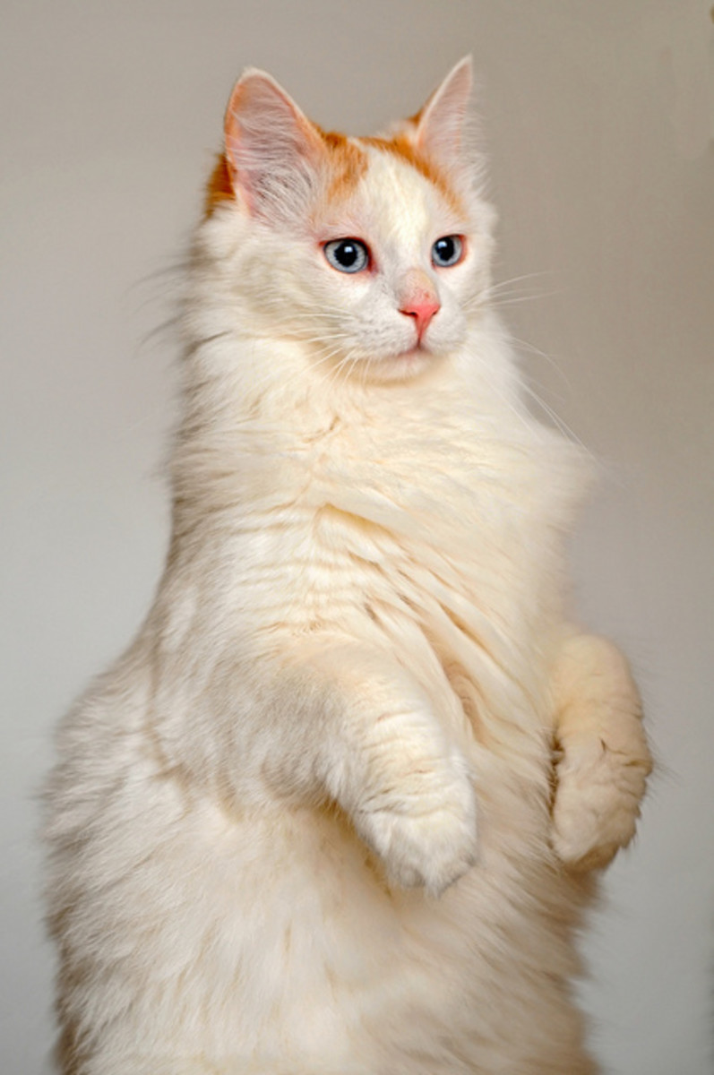 Turkish Van Cat Breed - HubPages