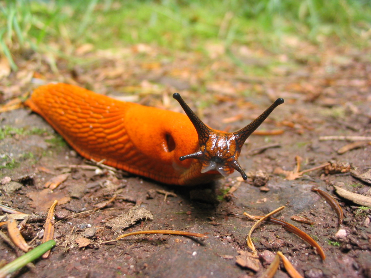 Why Slugs? A short and simple explanation for why slugs are beneficial ...