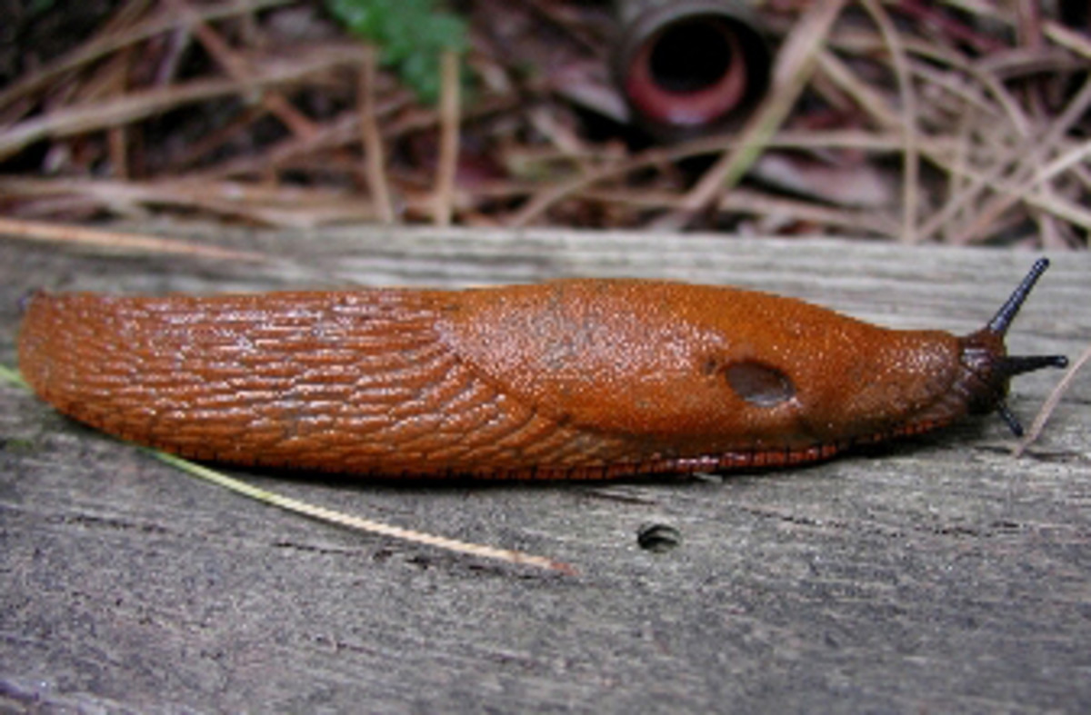 Why Slugs? A short and simple explanation for why slugs are beneficial ...