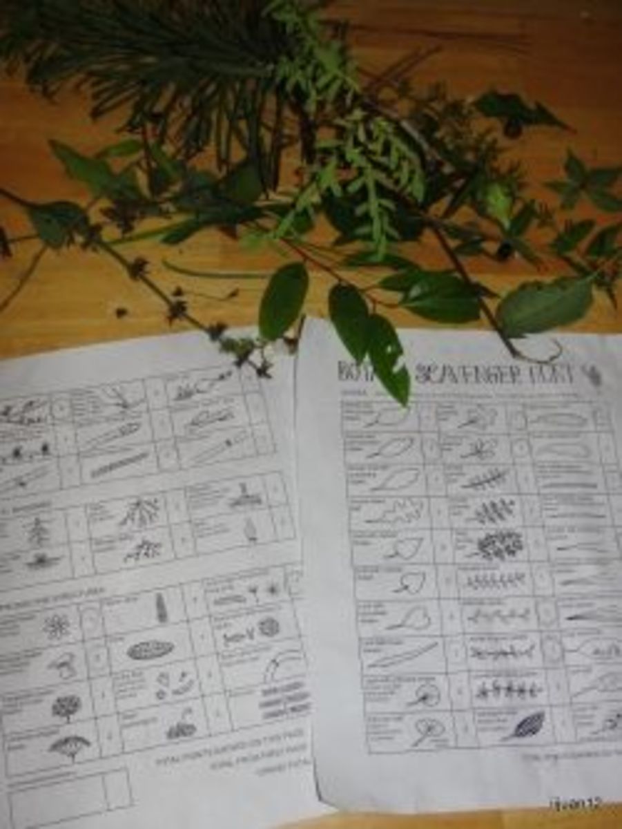 Botany Scavenger Hunt & Field Trip Ideas - HubPages
