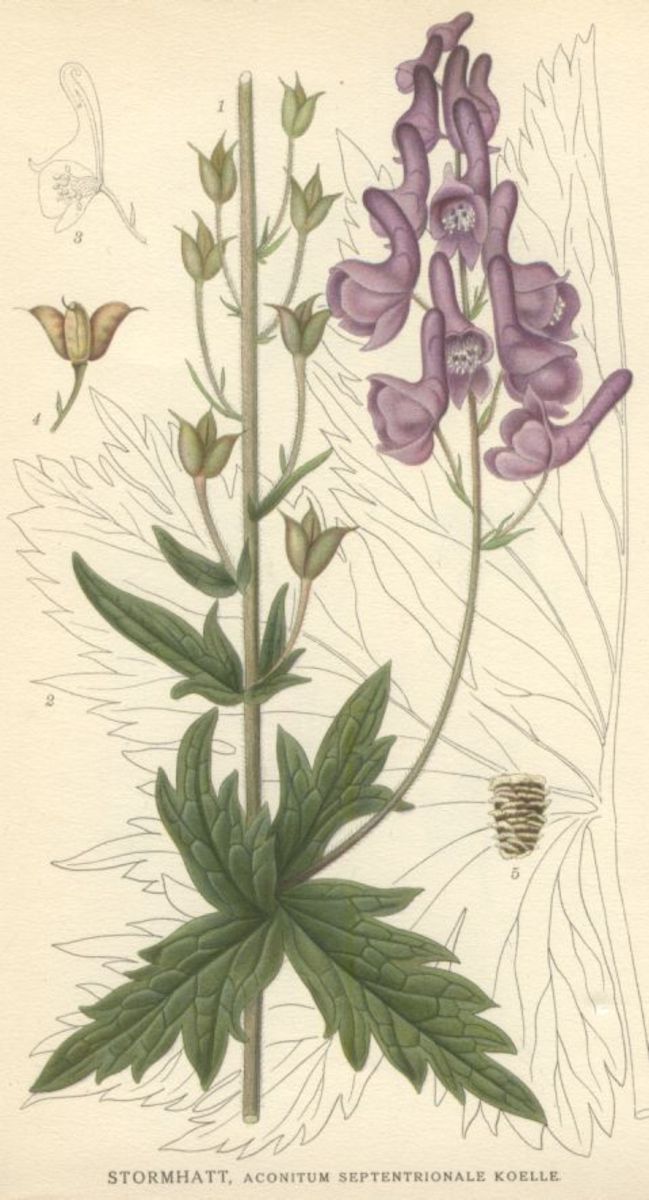 What is Vervain? - Vampire Diaries Reference - HubPages