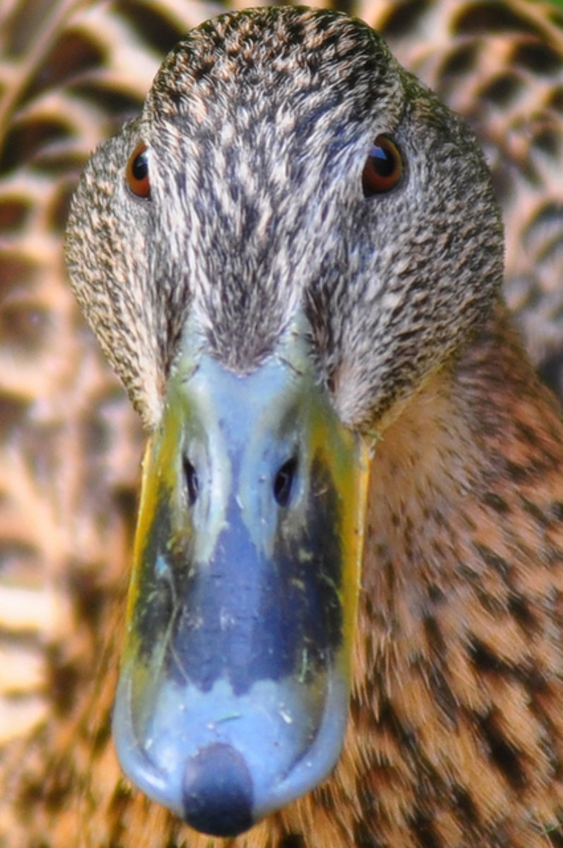 10 Most Beautiful Birds having Unique Beaks - HubPages
