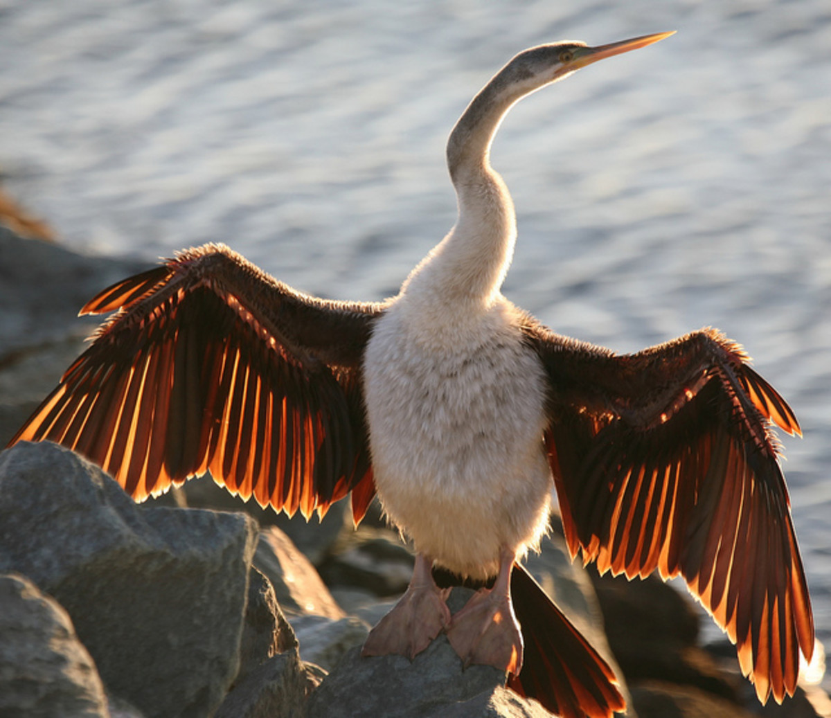 10 Most Beautiful Birds having Unique Beaks - HubPages