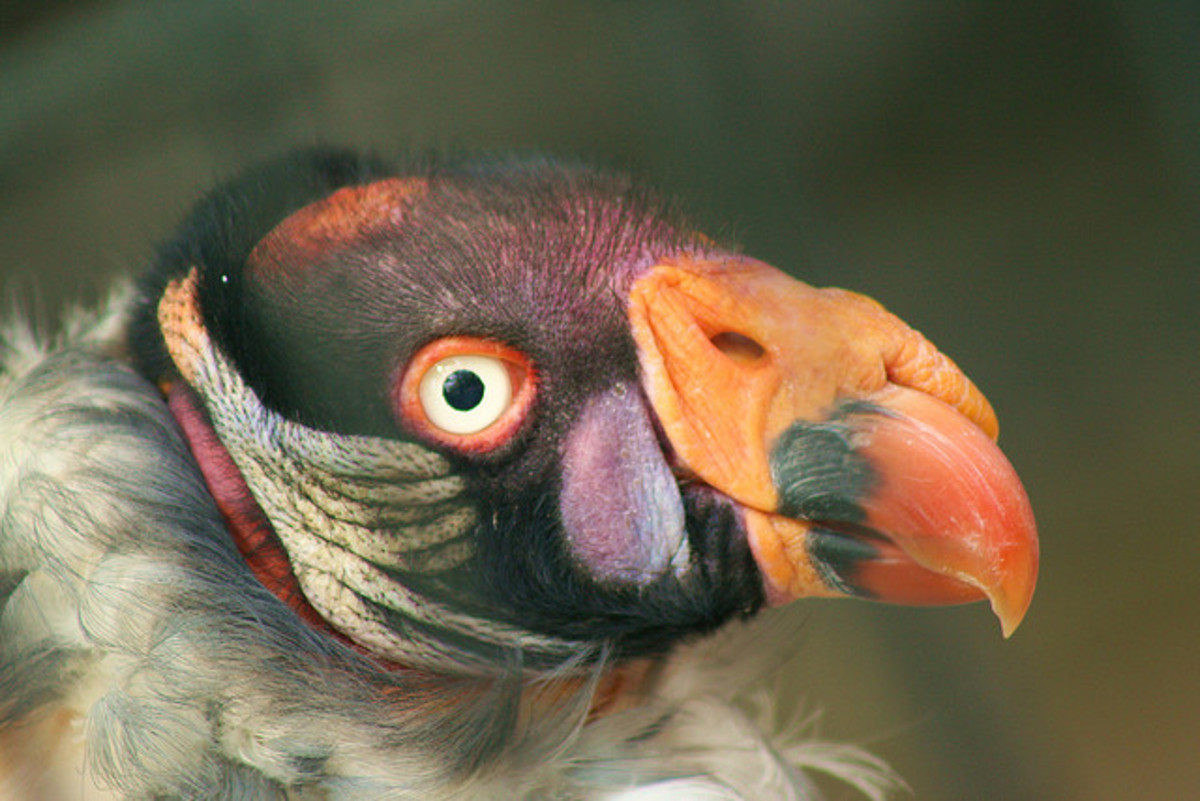 10 Most Beautiful Birds having Unique Beaks - HubPages