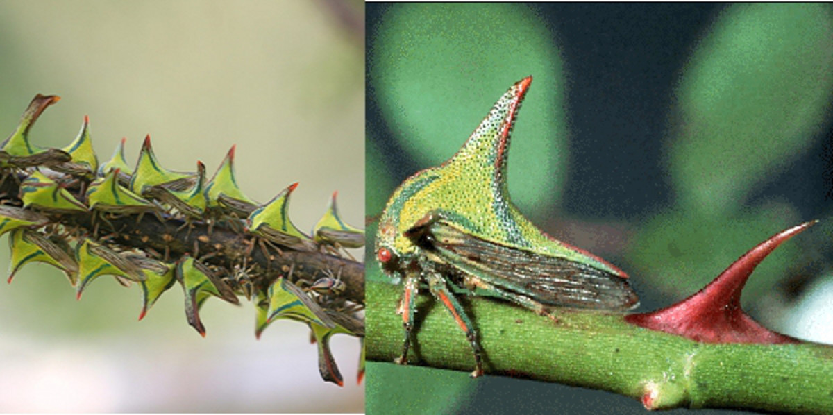 Examples of Mimicry In Animals To Appear As Plants - HubPages