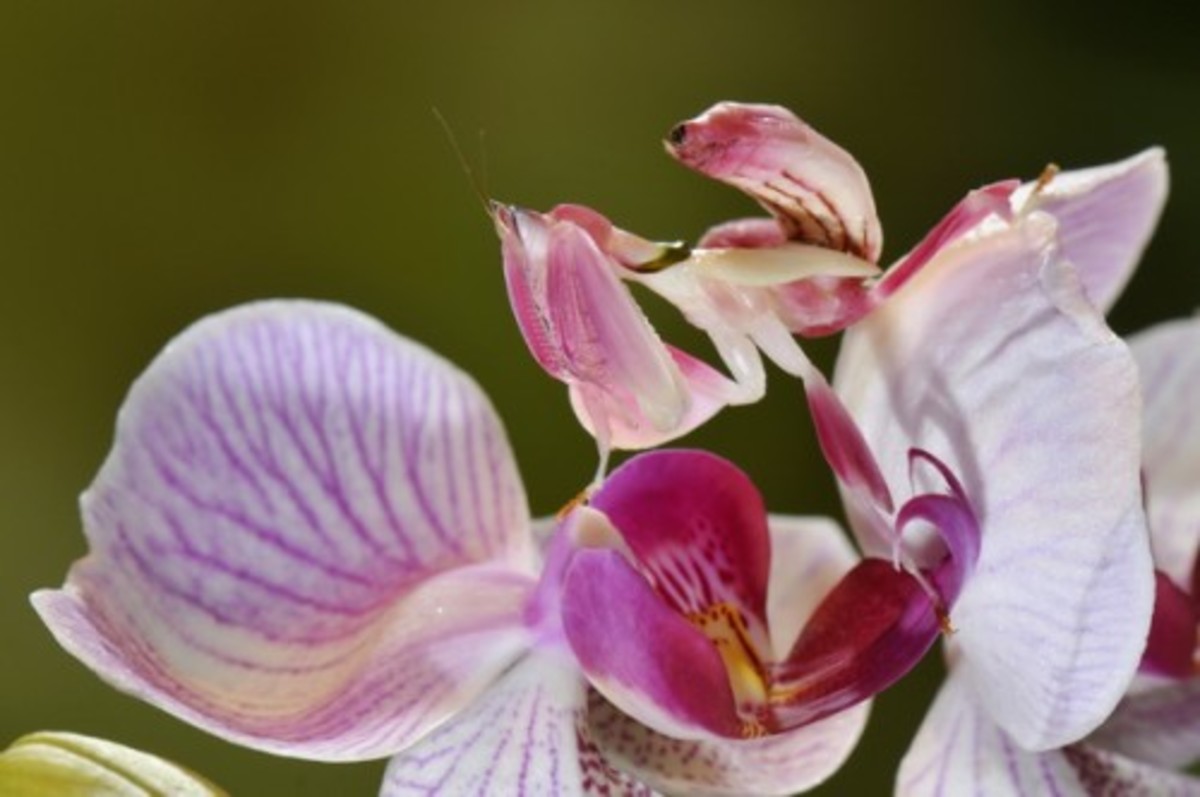 Examples of Mimicry In Animals To Appear As Plants - HubPages