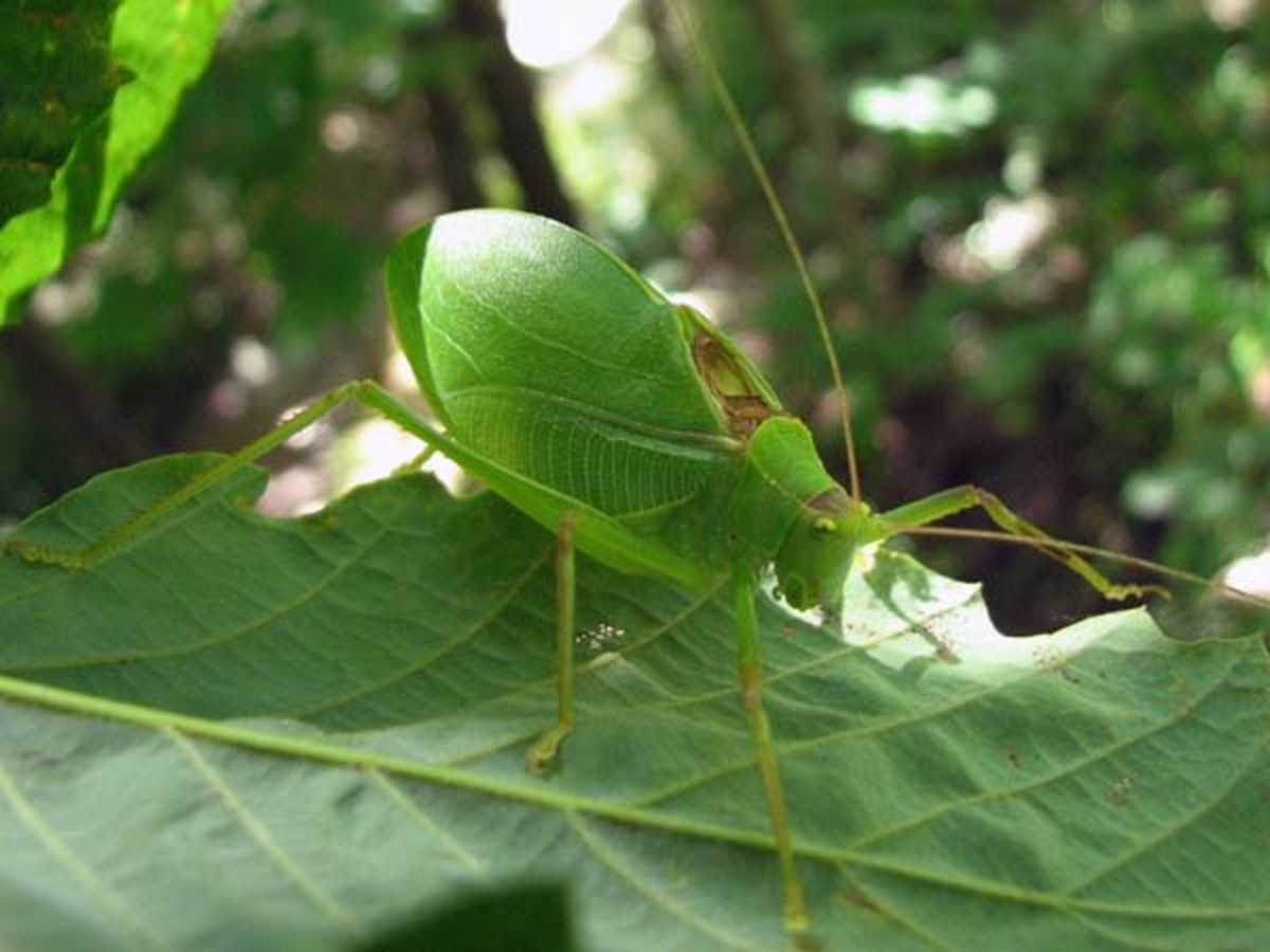 Examples of Mimicry In Animals To Appear As Plants - HubPages