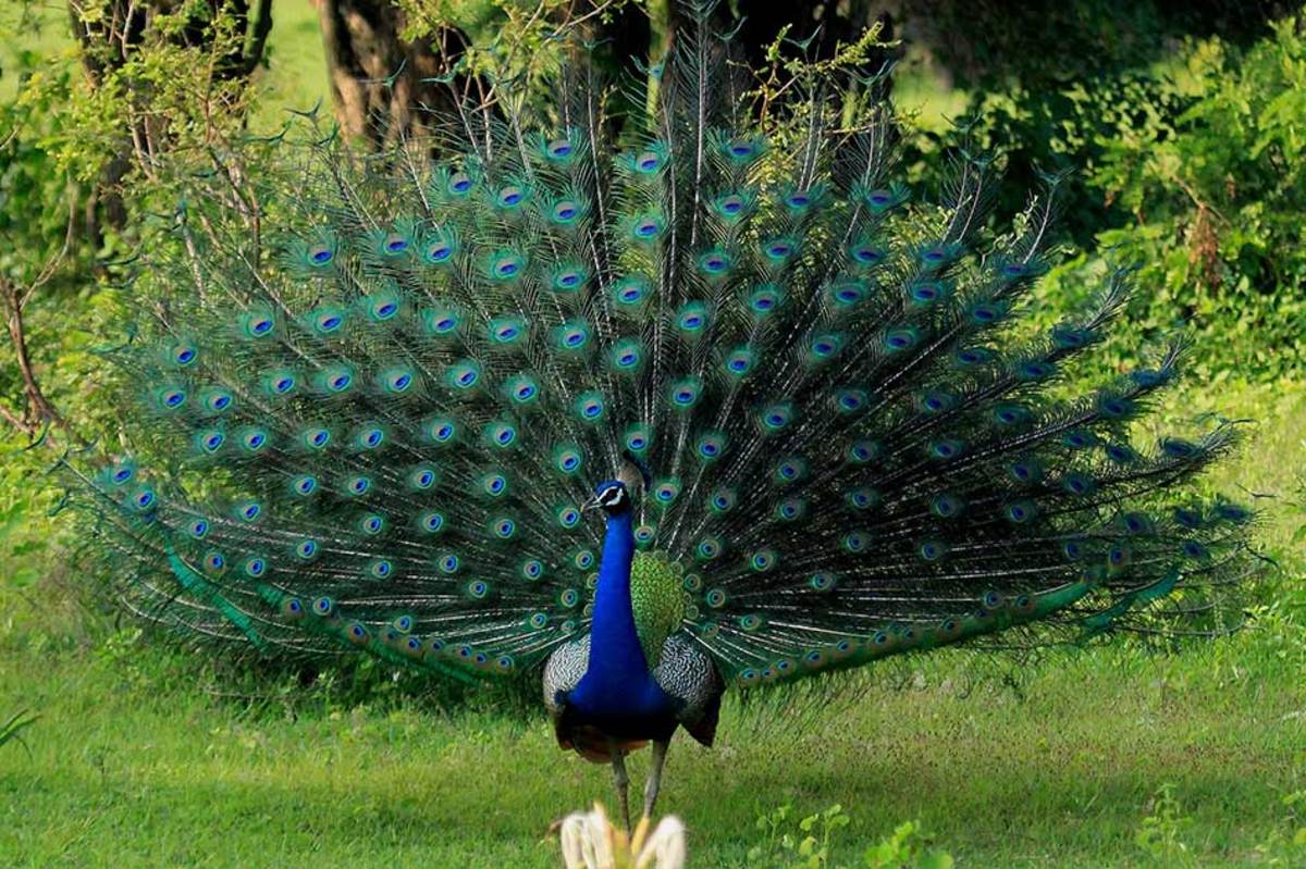 Why is India the most unique country in the world? - HubPages