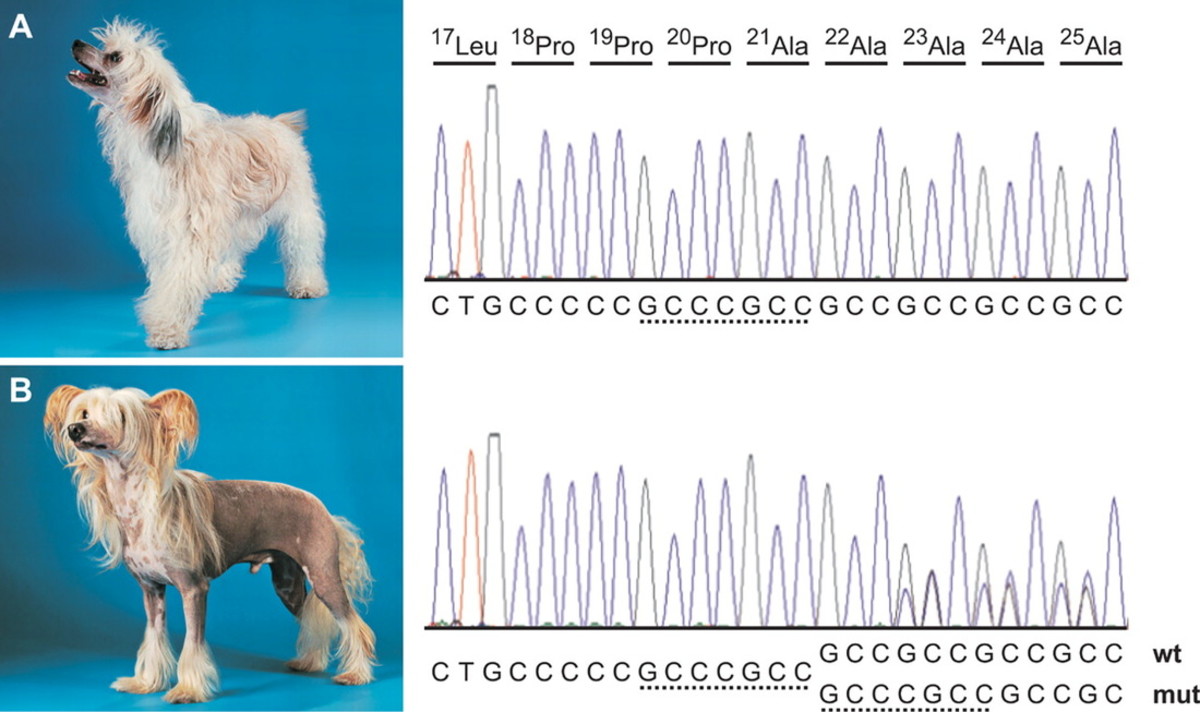 Are Chinese Crested Dogs Heterozygous
