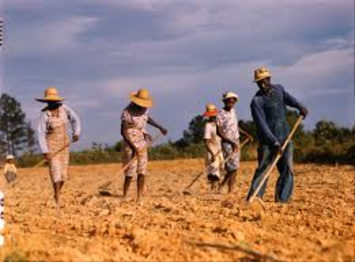 This is a Cotton Picking Story . . . - HubPages