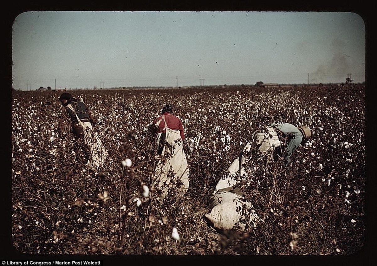 This is a Cotton Picking Story . . . - HubPages