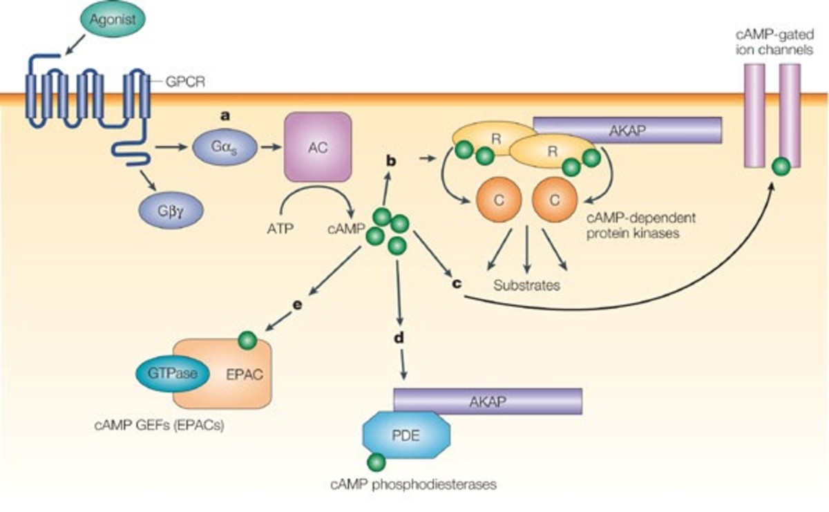 Life cycle of receptors, G proteins and Second Messengers (Definition ...