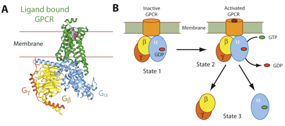 Life cycle of receptors, G proteins and Second Messengers (Definition ...