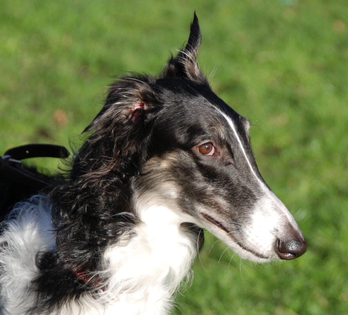 Top 50 Animals with Long Noses - HubPages