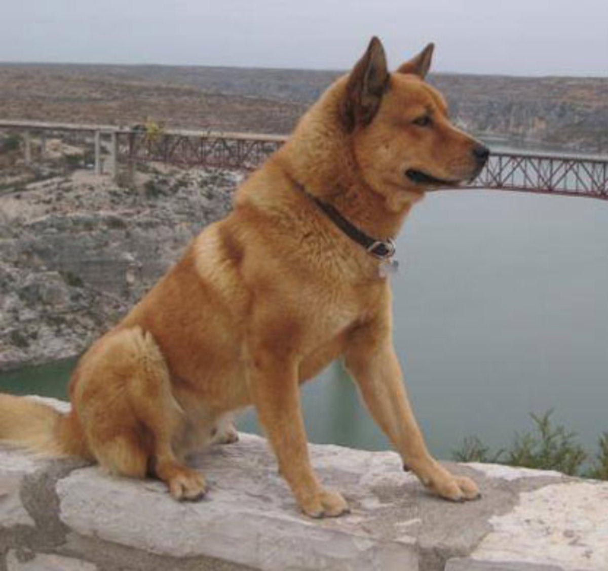 15 Extinct Dog Breeds - HubPages