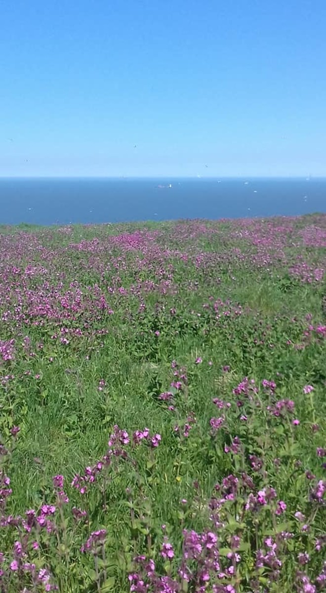 Bempton Cliffs Nature Reserve: A Visitors Guide - HubPages