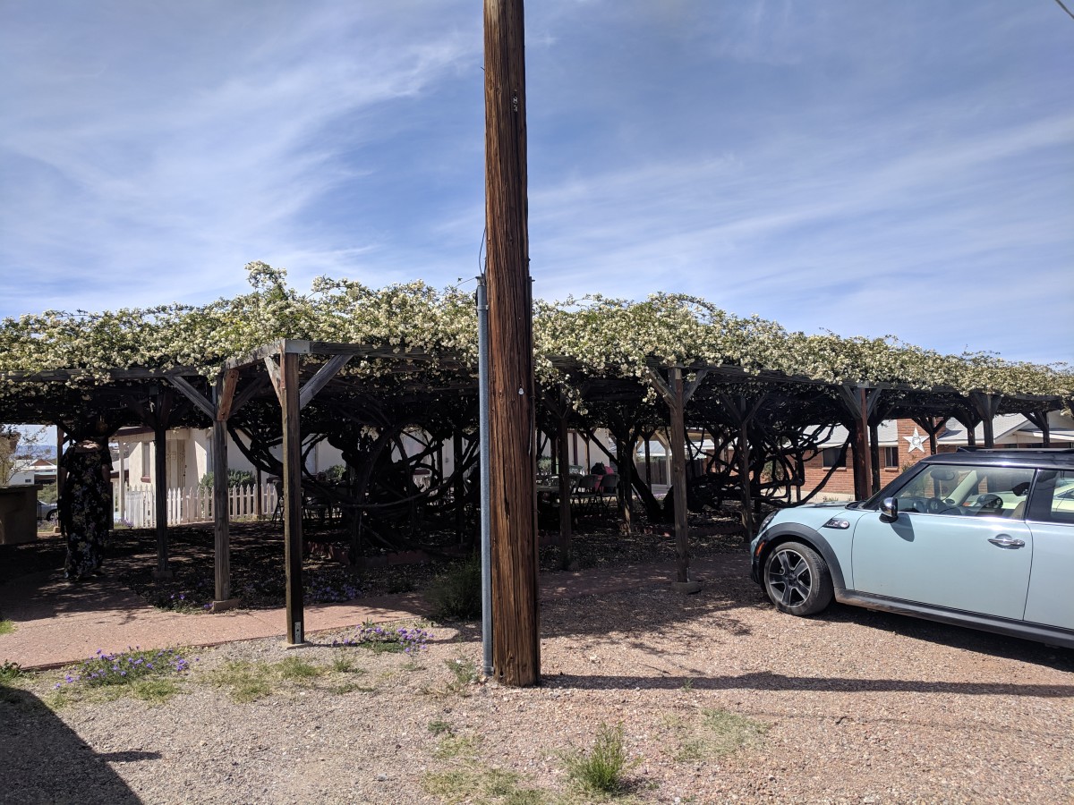 Story Behind Tombstone Arizona's World Famous Rose Bush - HubPages