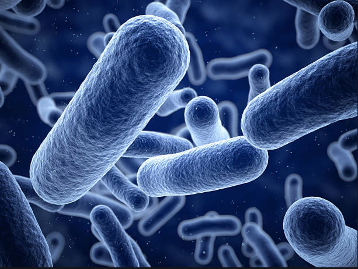 The Truth About Good Germs - HubPages