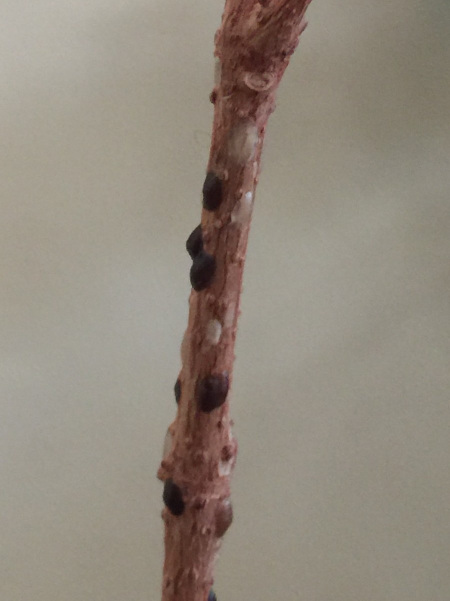 Sticky Residue on Houseplant You May Have Scale - HubPages