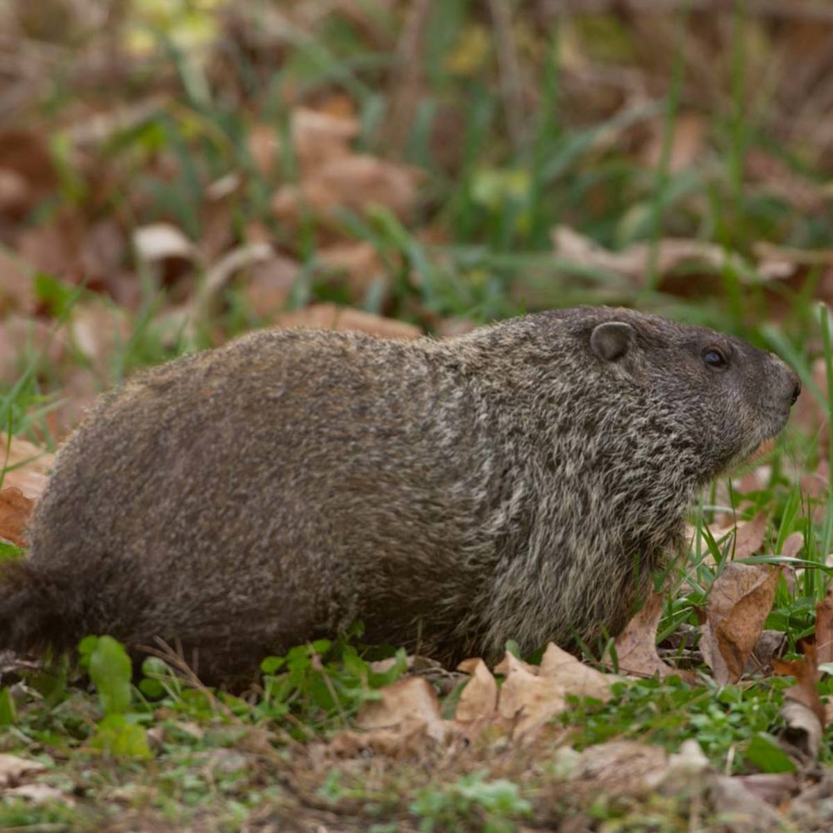 A Crazy Groundhog Lived on My Roof - HubPages