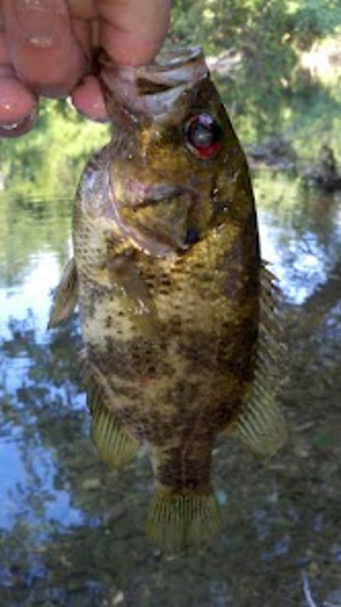 Fishing For Goggle Eye: The Underdog of The Bass Fishing World - HubPages