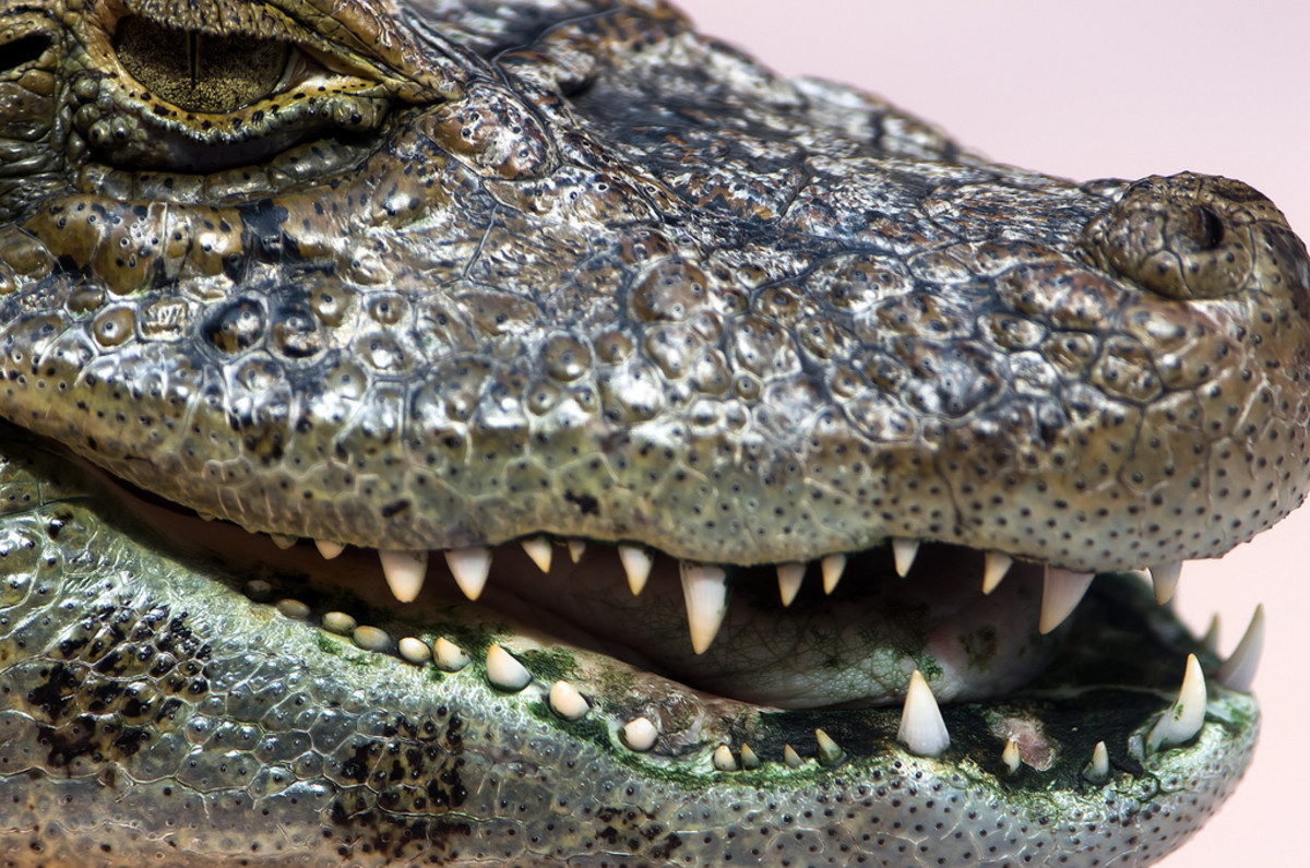 Louisiana Swamp People & Alligator Tours - HubPages