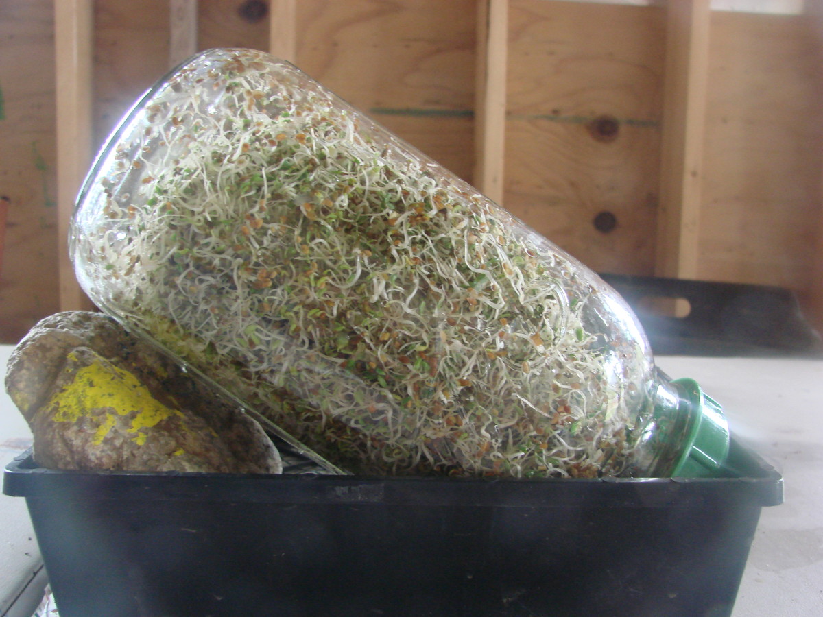 6 Steps to Successful Sprouting - HubPages