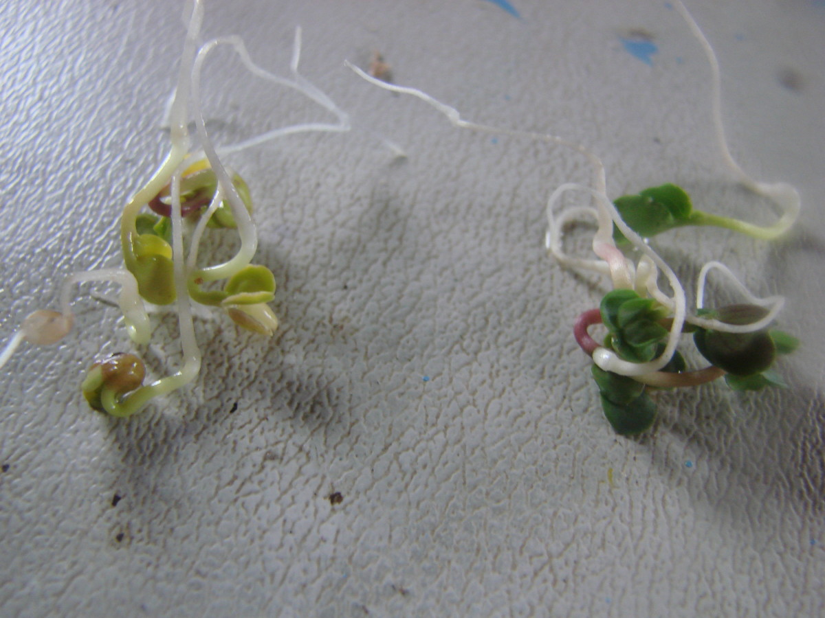 6 Steps to Successful Sprouting - HubPages