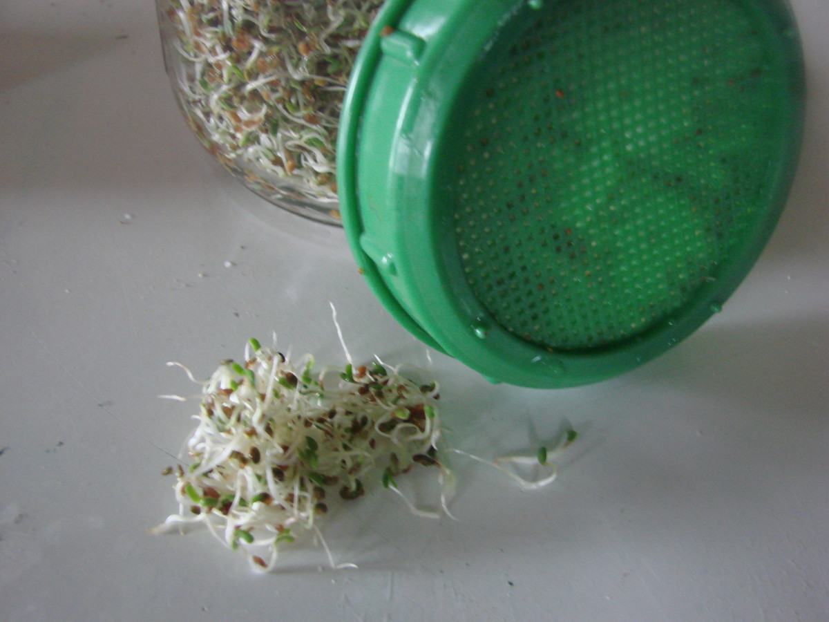 6 Steps to Successful Sprouting - HubPages