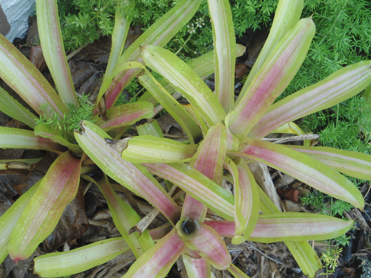 Grow the Bromeliad: An Exotic Tropical Plant - HubPages