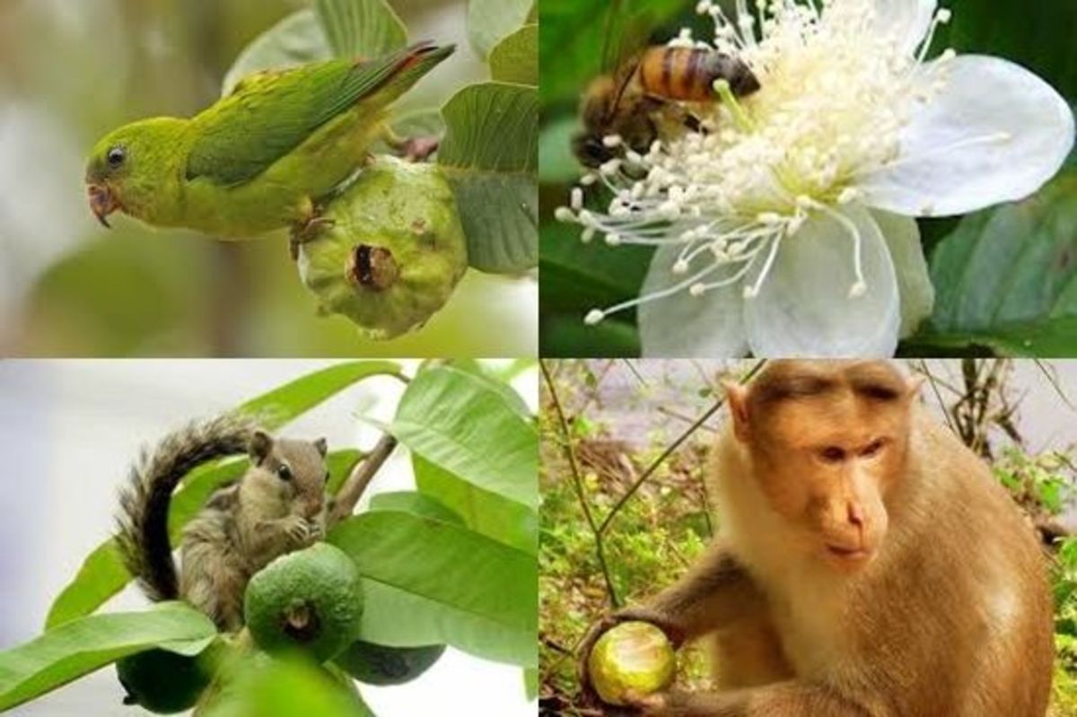 Uses of Guava Tree - HubPages