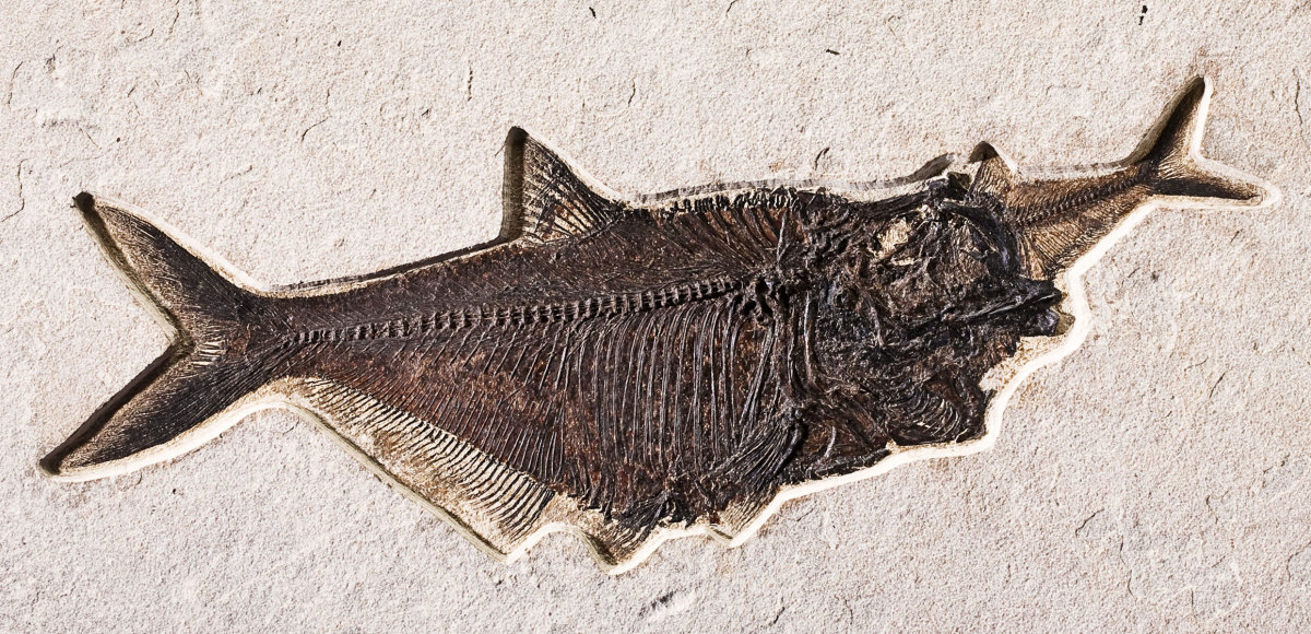 A Glimpse at the Most Detailed Fossils in the World and What They Tell ...