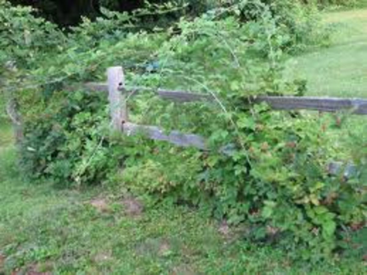 Briar Patches Are For the Birds! - HubPages