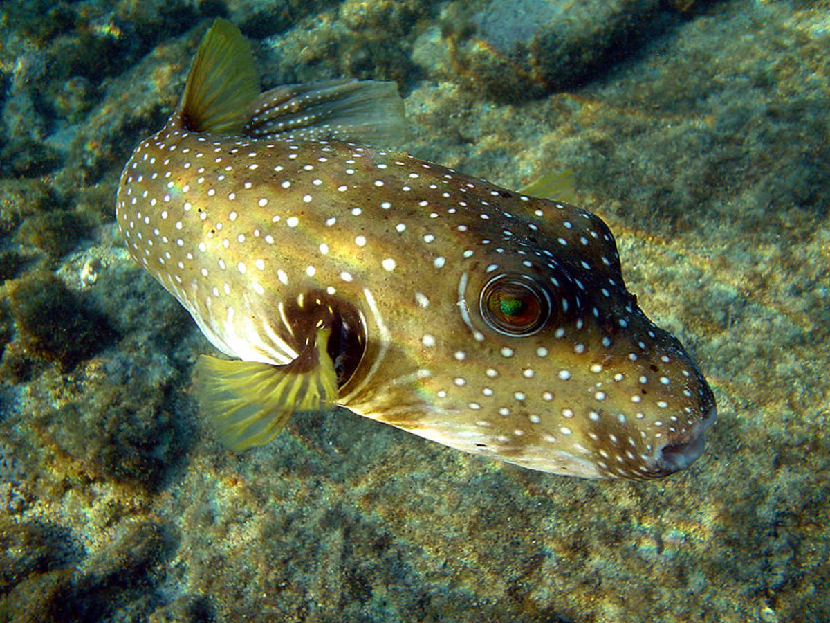 Facts about Amazing Puffer Fish - A Marine Wonder - HubPages