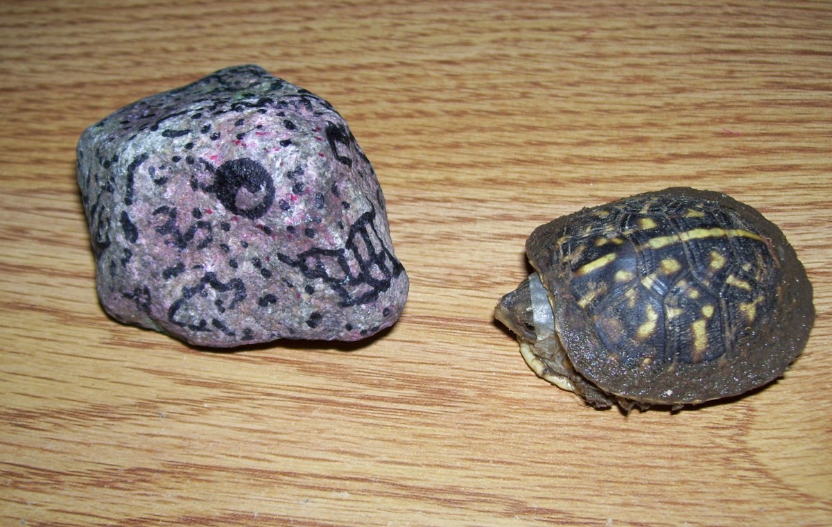 How to Have a Fun Time with Your Pet Rock - HubPages