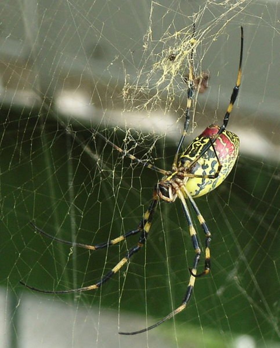 Top 10 Myths About Spiders - HubPages