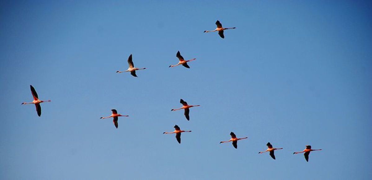 How Do Birds Fly? - HubPages
