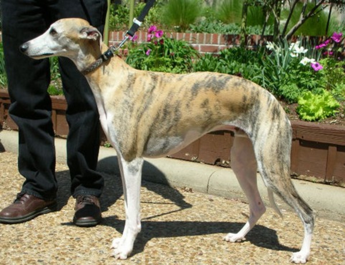 How Dogs Communicate With Their Tails - HubPages