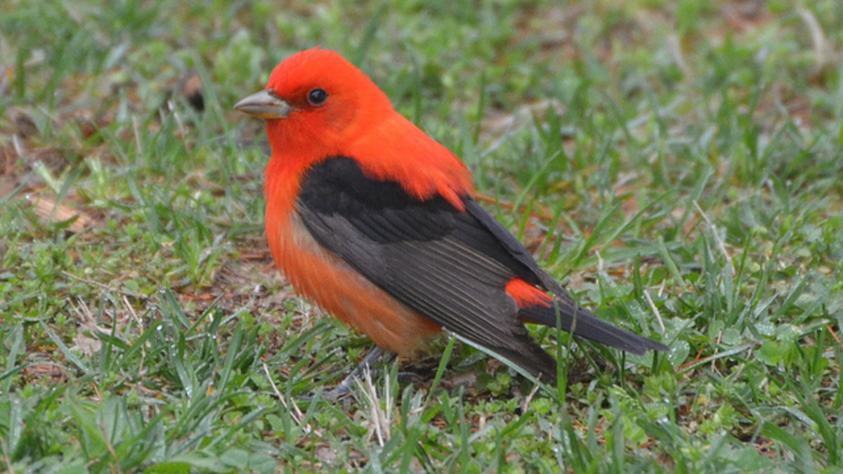 Top 10 Tiny, Cute Colourful Birds and Their Sounds - HubPages