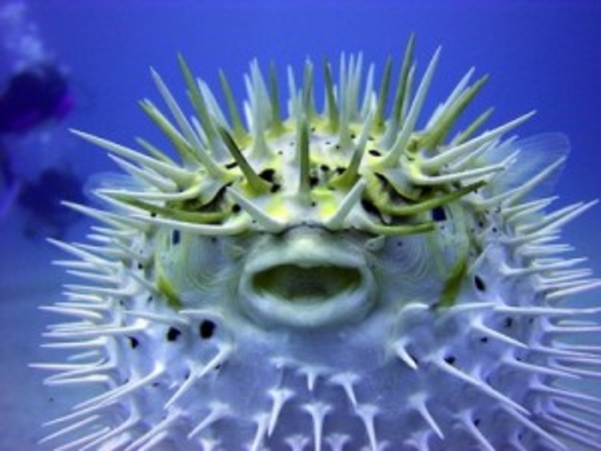 The Mysterious Haiti Zombie Phenomena - HubPages