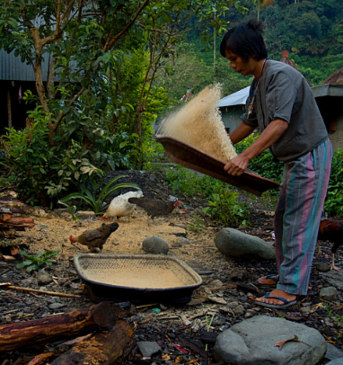 Tapuy - Filipino Rice Wine: How to Make - HubPages