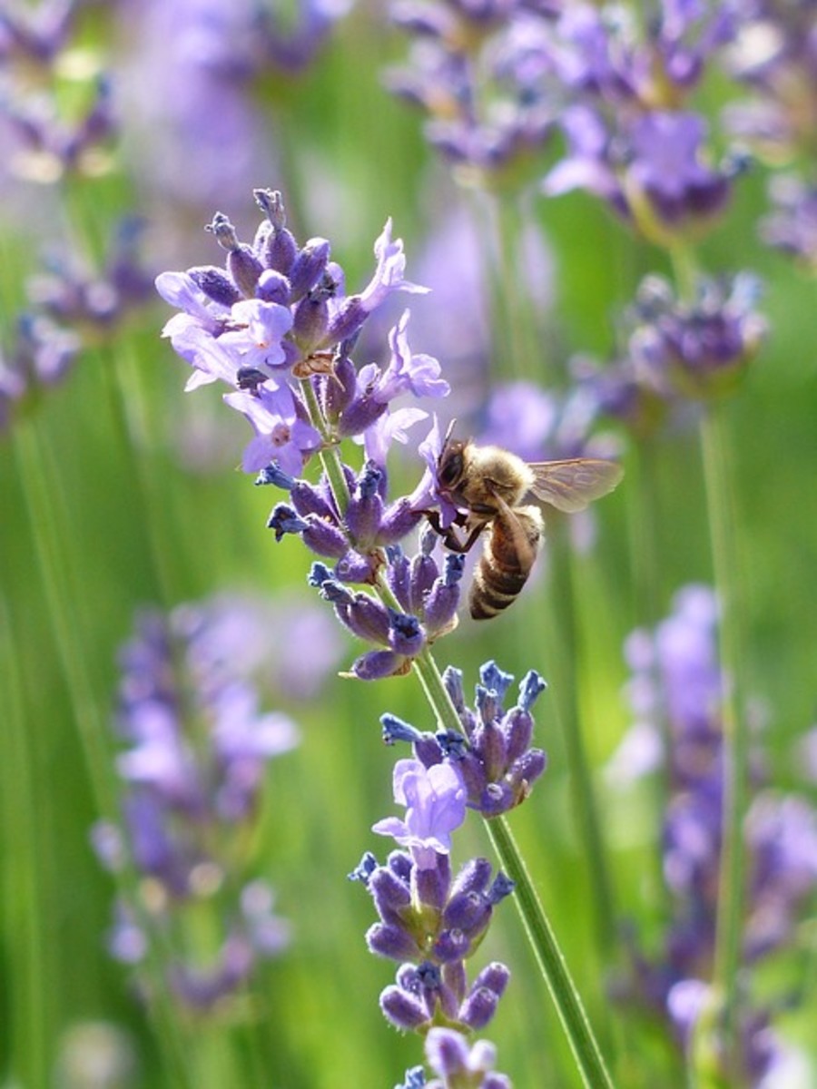 Lessons in Magical Herbalism: Lavender - HubPages