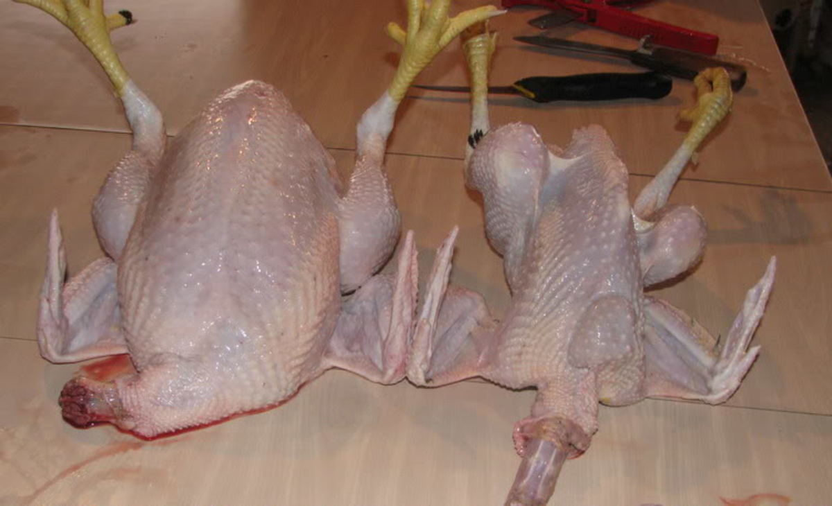 What You need to Know Before Deciding to Raise Extra Roosters for Meat ...