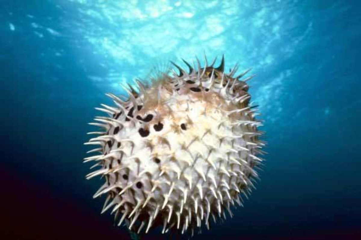 Top 10 Cute but Deadly Animals - HubPages