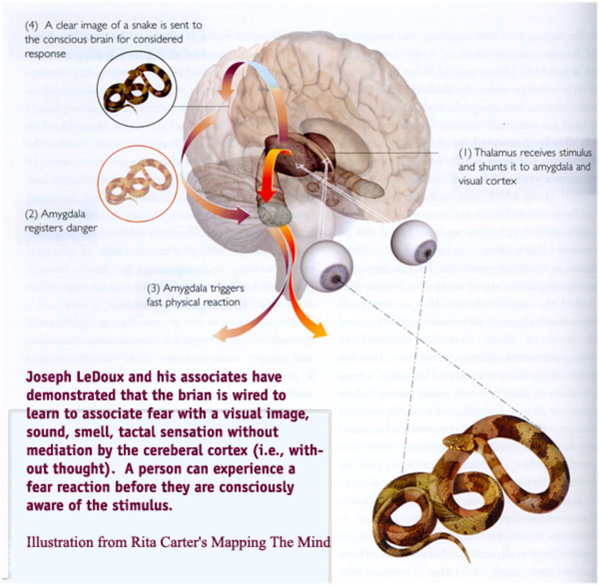Biological Components of Human Aggression - HubPages