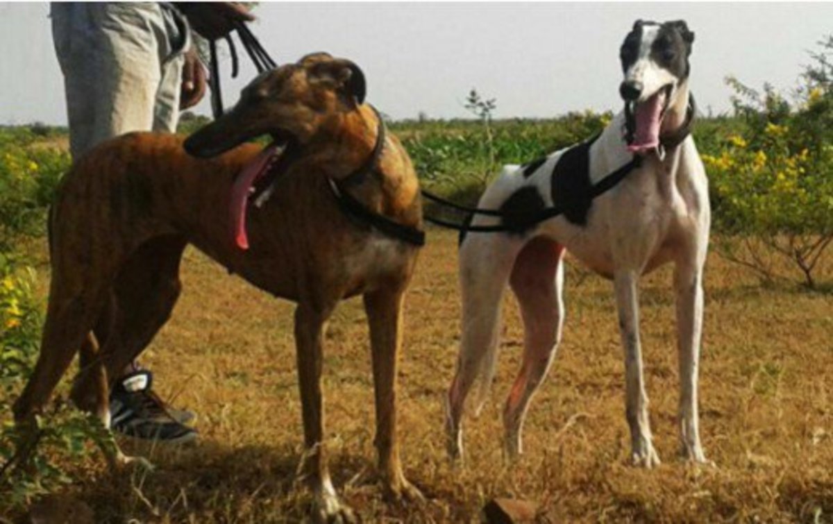 Top Ten Unrecognized Tallest Dogs - HubPages