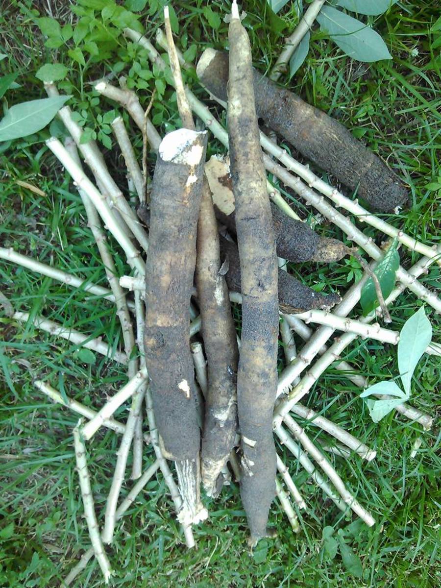 How To Plant and Harvest Cassava - HubPages