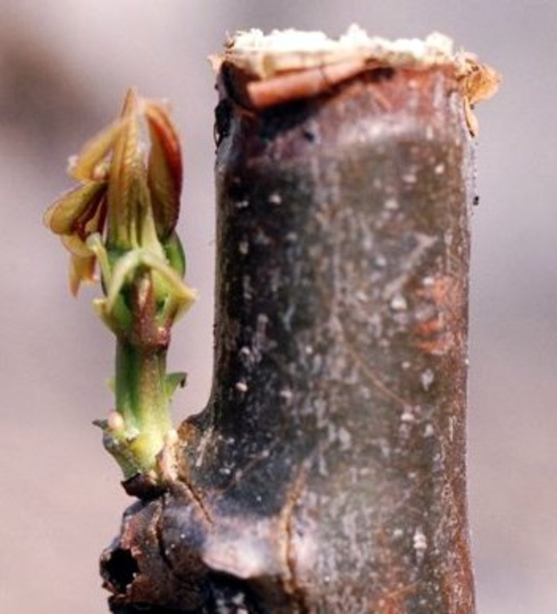 How To Plant and Harvest Cassava - HubPages