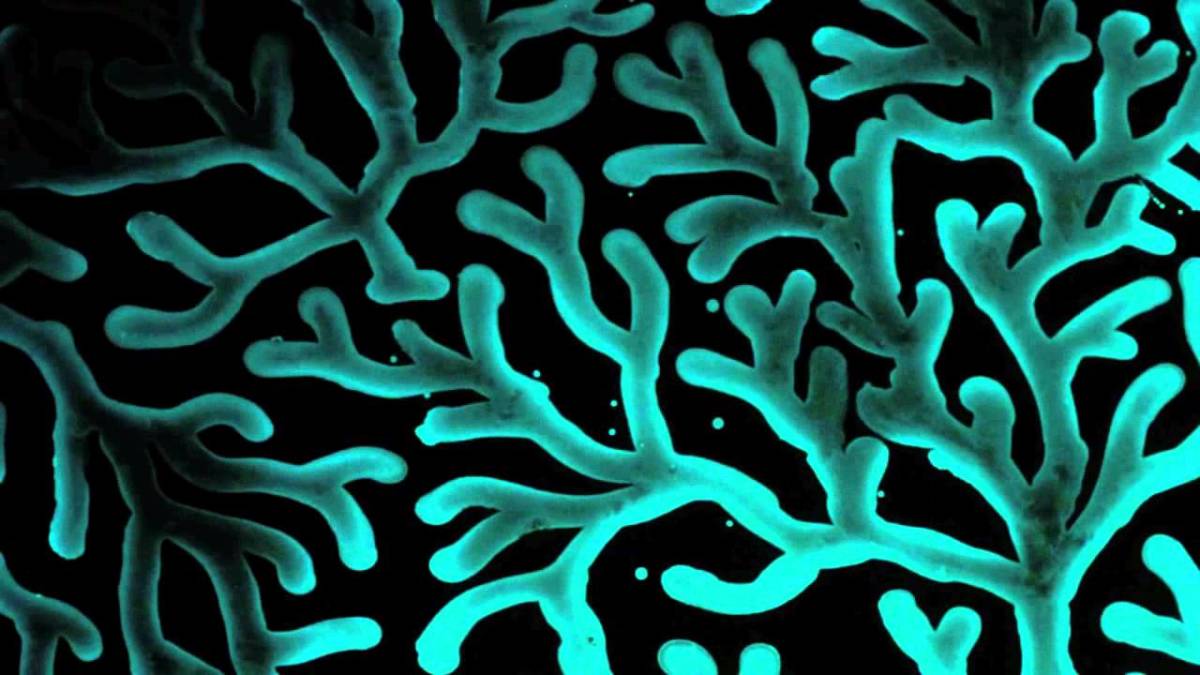 Bioluminescent Organisms - HubPages