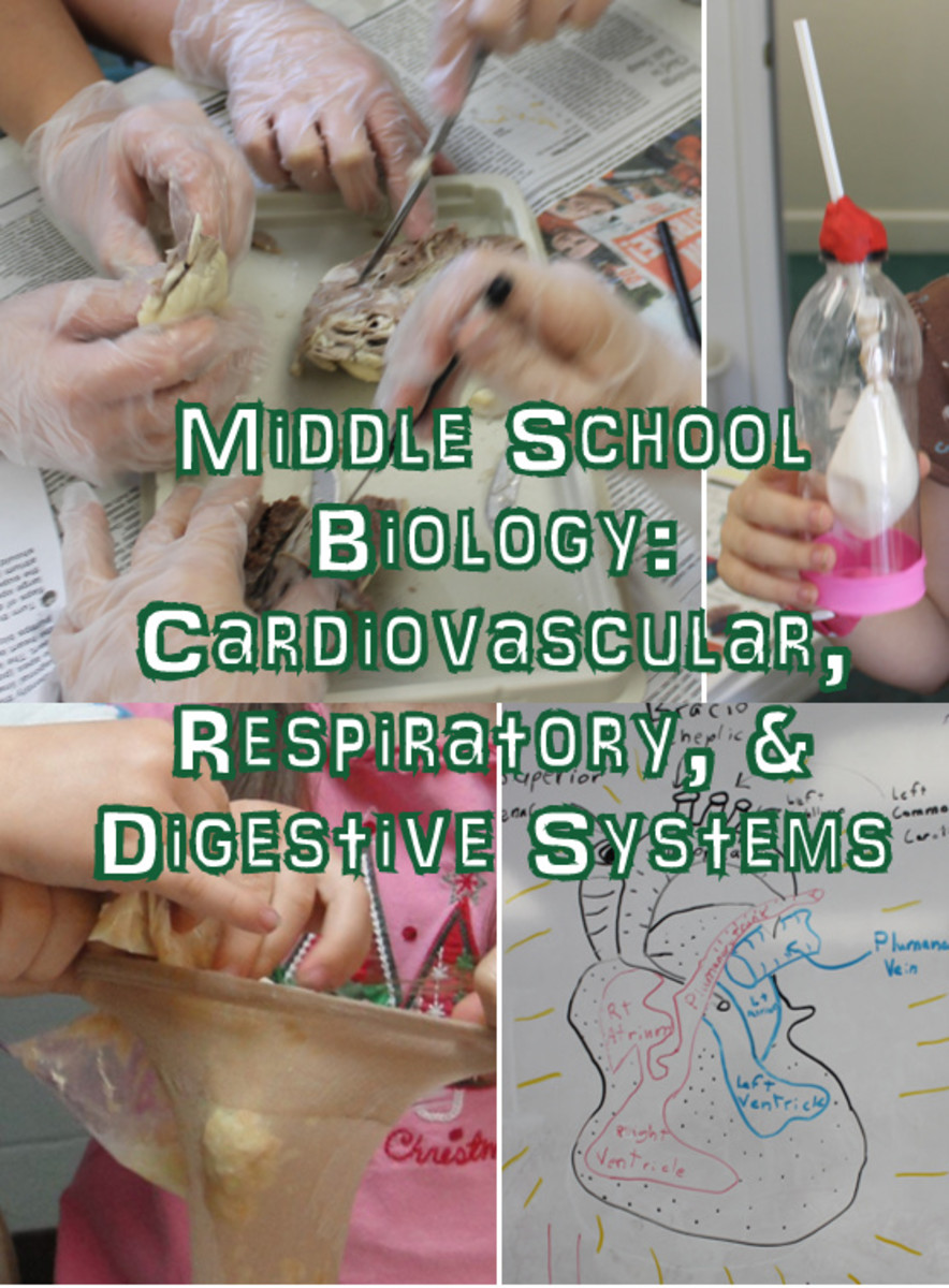 20 Engaging Body Systems Activities For Middle School Teaching Expertise